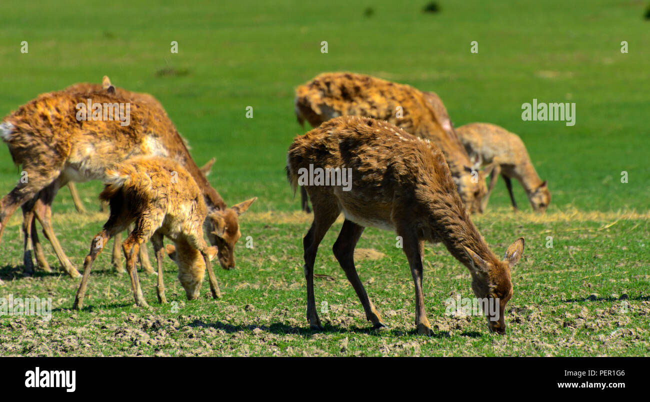A unique period of molting deer. The deer loses its hair. It starts ...