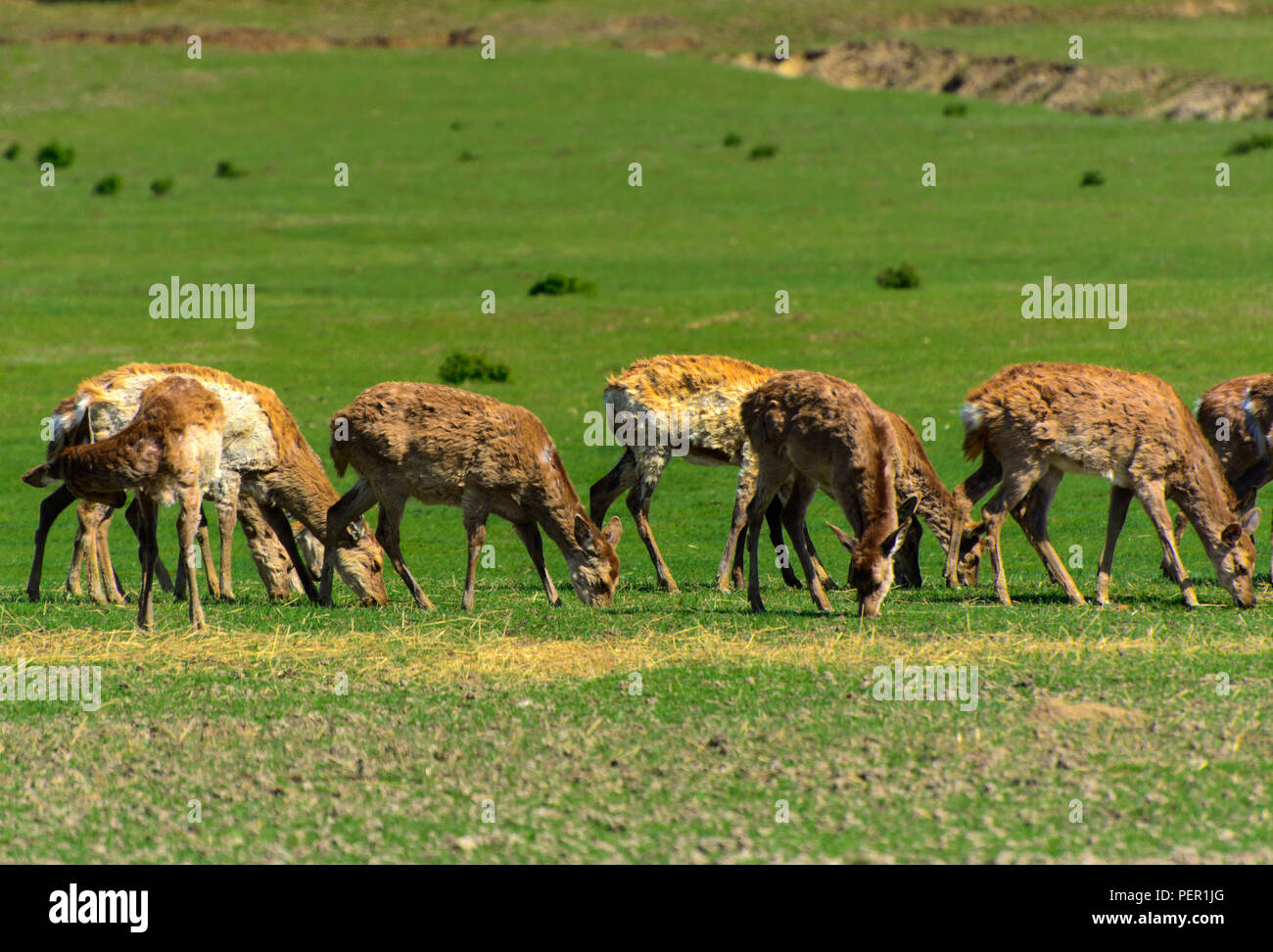 A unique period of molting deer. The deer loses its hair. It starts ...