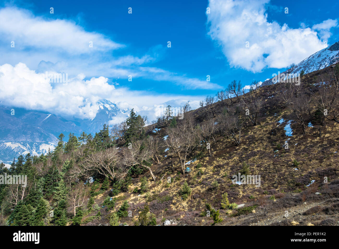 Beautiful mountain landscape with trees without leaves in the Himalayas ...