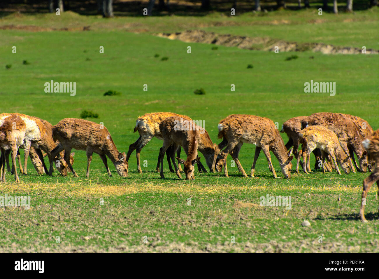 A unique period of molting deer. The deer loses its hair. It starts ...
