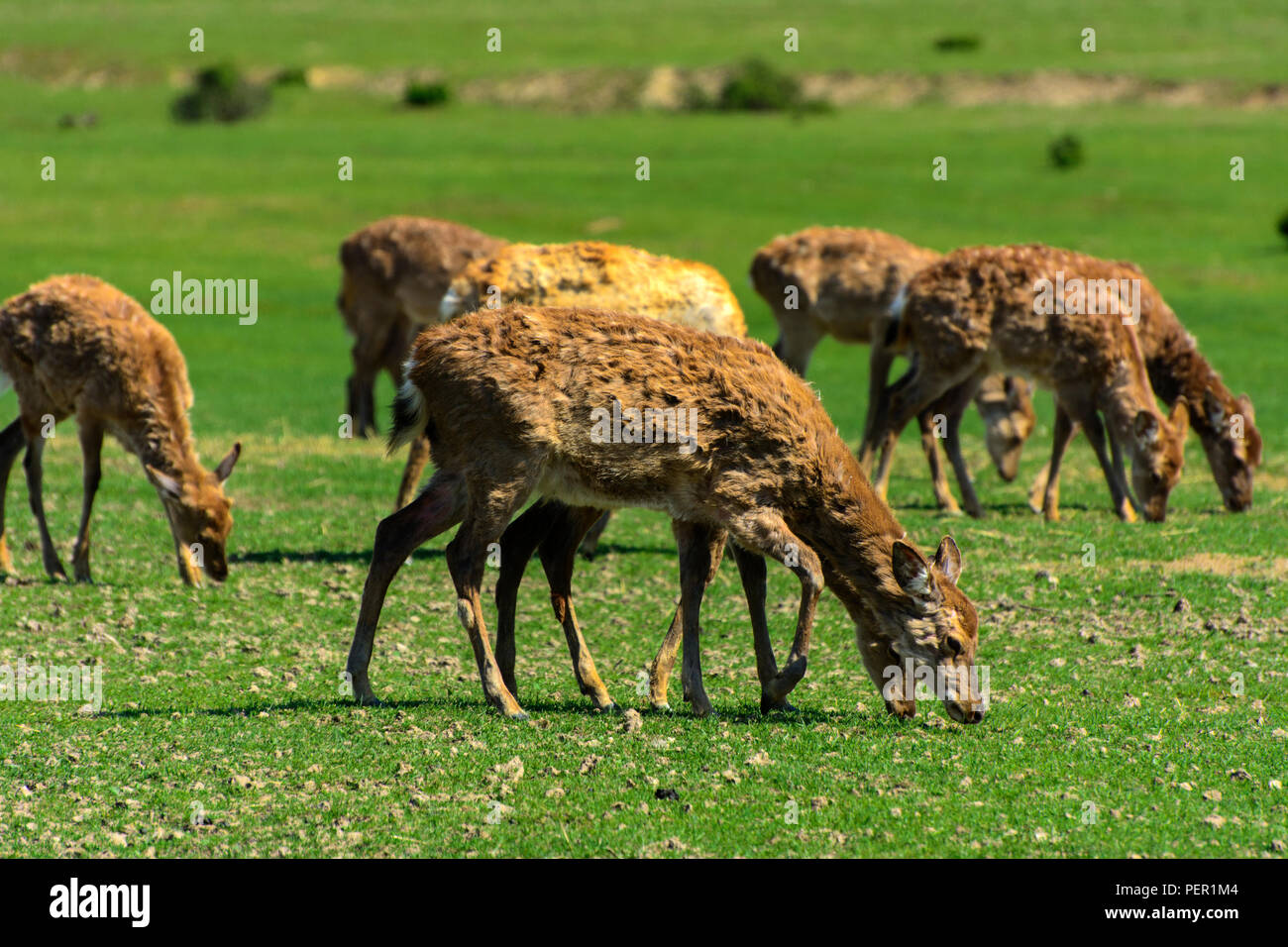 A unique period of molting deer. The deer loses its hair. It starts ...