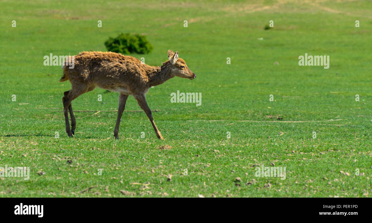A unique period of molting deer. The deer loses its hair. It starts ...