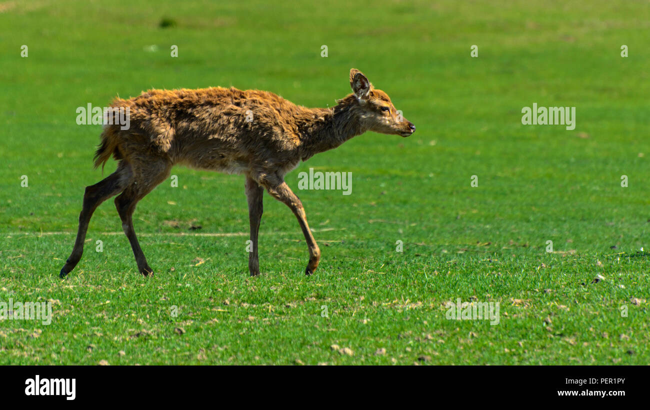 A unique period of molting deer. The deer loses its hair. It starts ...
