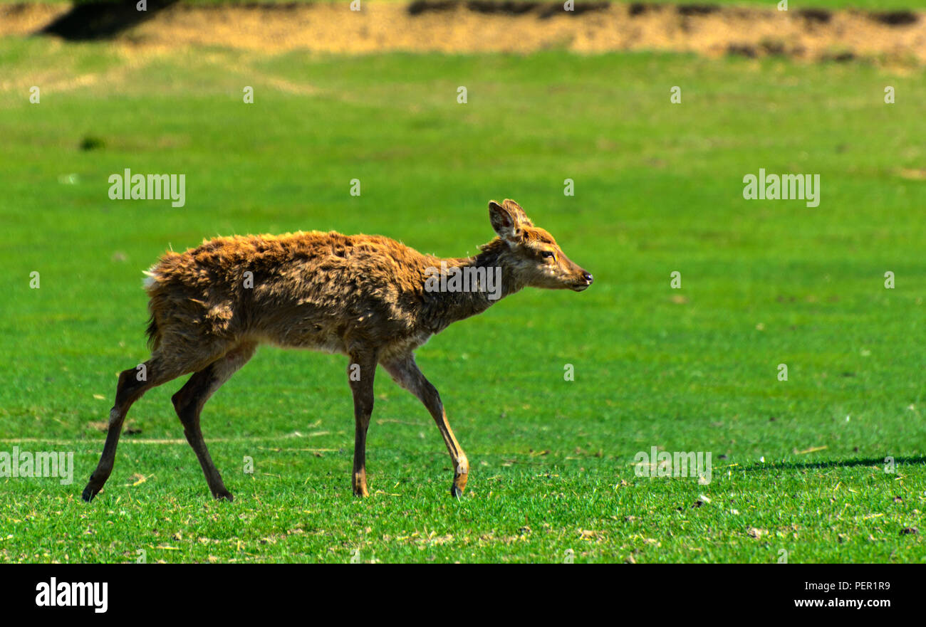 A unique period of molting deer. The deer loses its hair. It starts ...