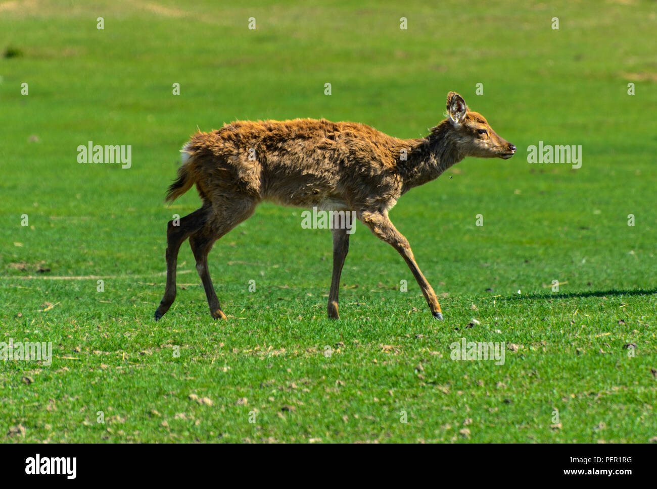 A unique period of molting deer. The deer loses its hair. It starts ...