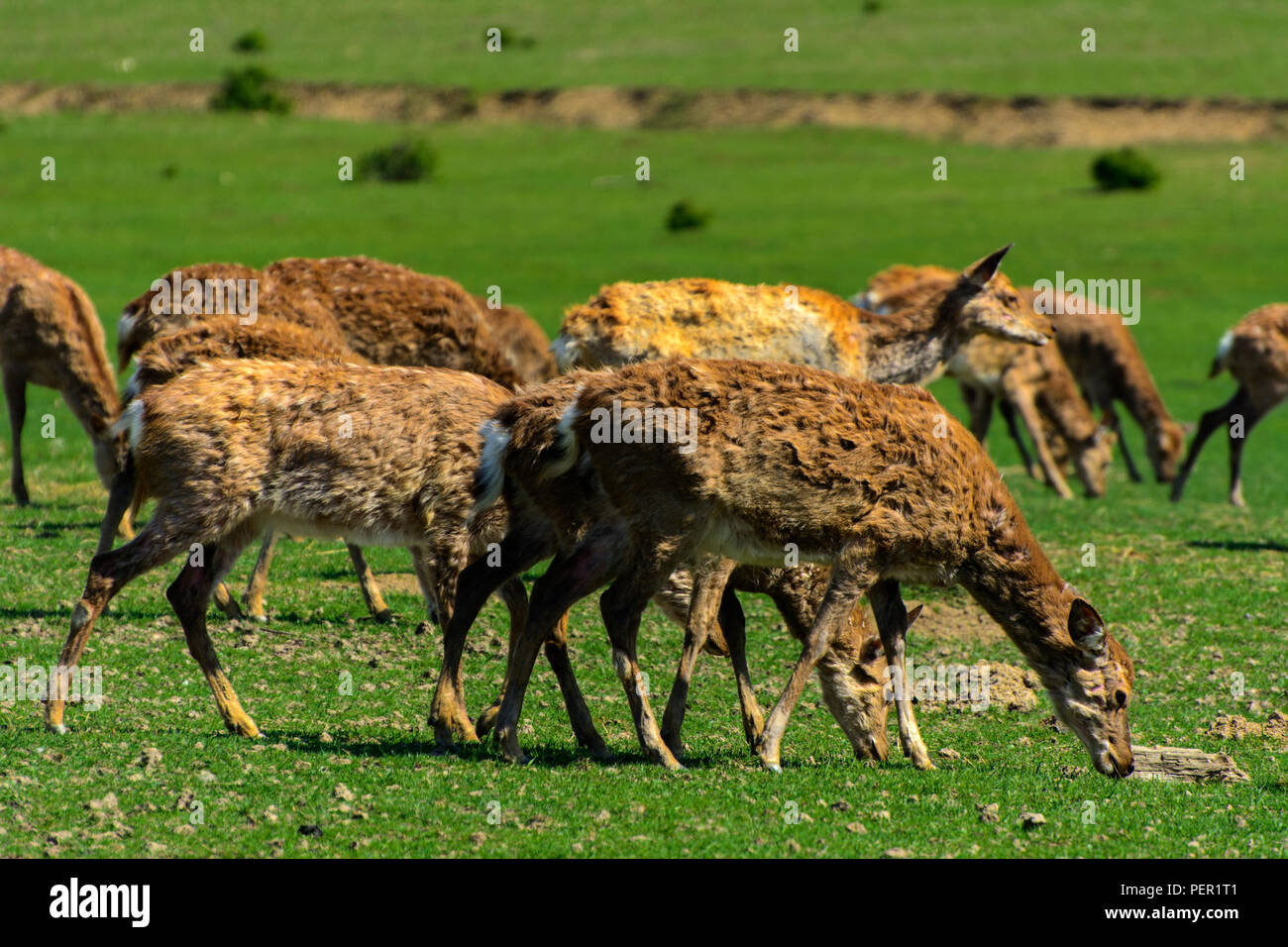 A unique period of molting deer. The deer loses its hair. It starts ...