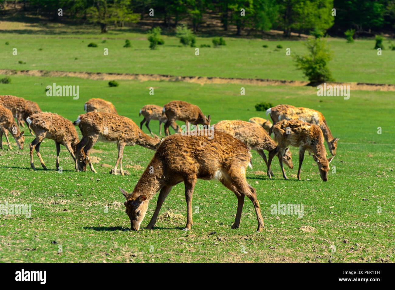 A unique period of molting deer. The deer loses its hair. It starts ...