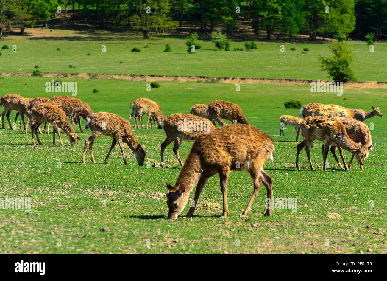 A unique period of molting deer. The deer loses its hair. It starts ...