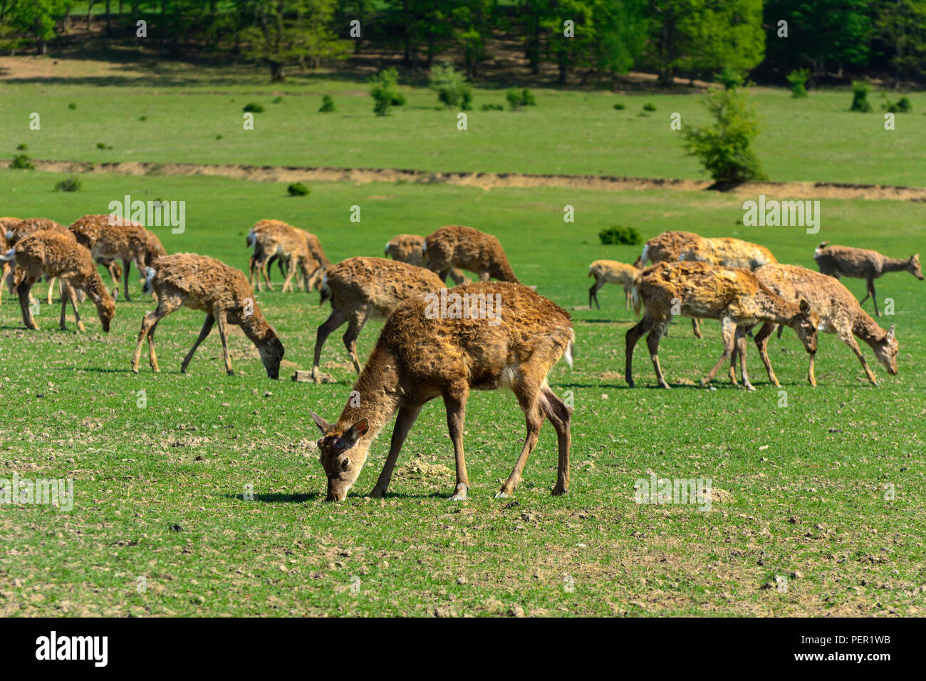 A unique period of molting deer. The deer loses its hair. It starts ...