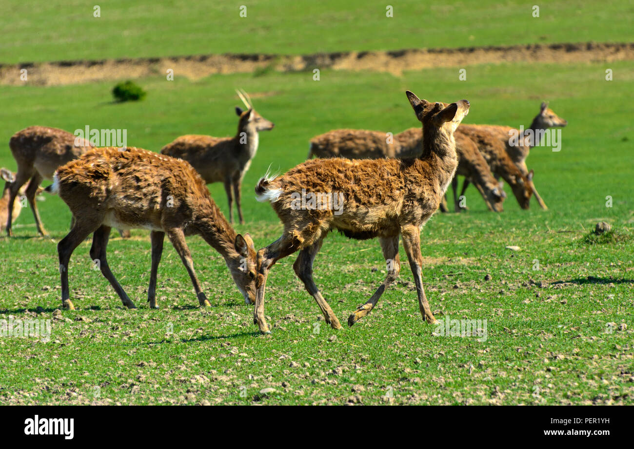 A unique period of molting deer. The deer loses its hair. It starts ...