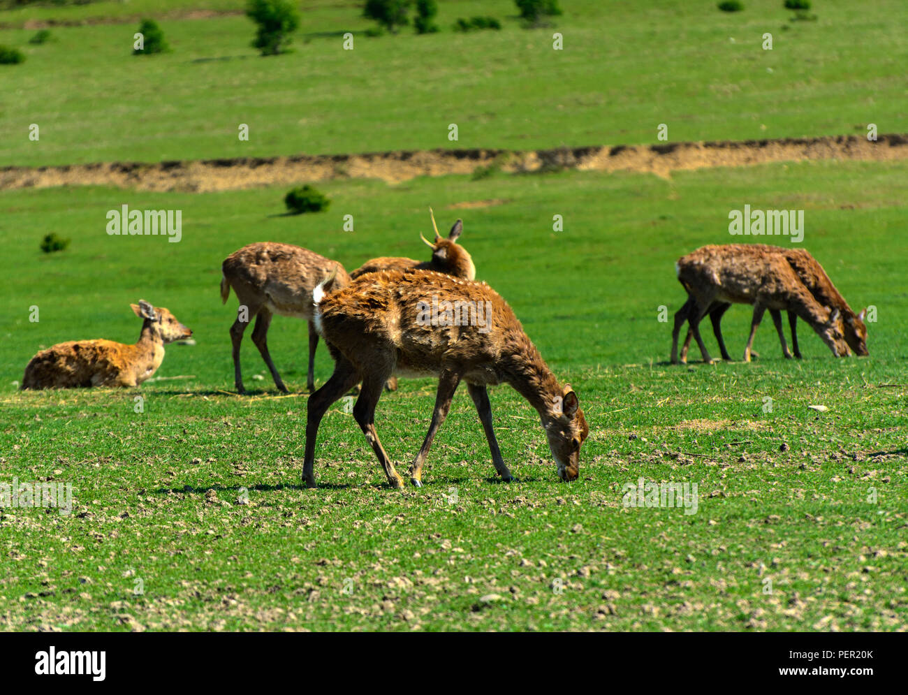 A unique period of molting deer. The deer loses its hair. It starts ...
