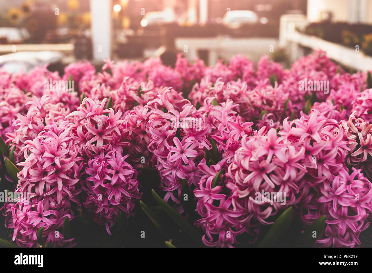 Cinematic flowers hi-res stock photography and images - Alamy