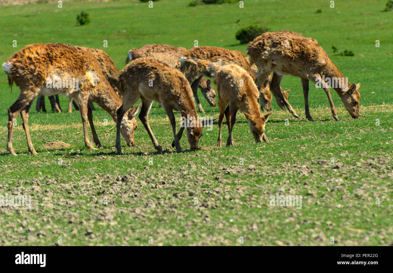 A unique period of molting deer. The deer loses its hair. It starts ...
