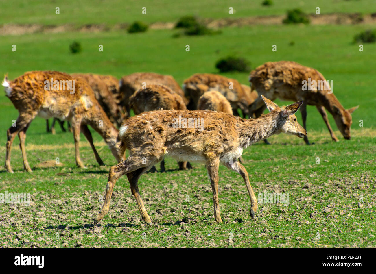 A unique period of molting deer. The deer loses its hair. It starts ...