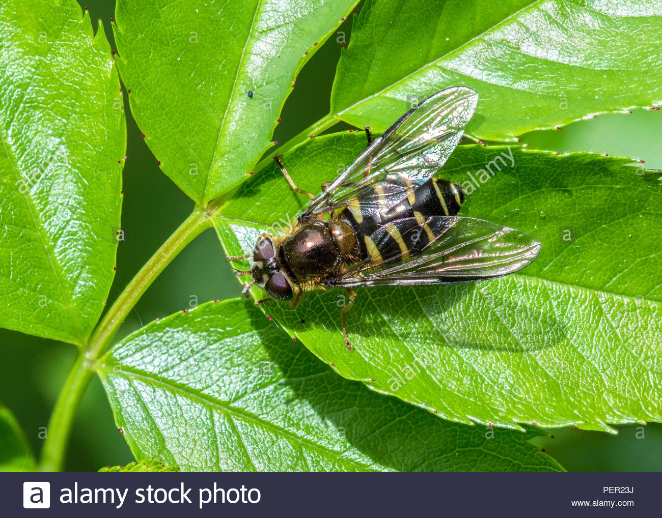 Spurious Vein High Resolution Stock Photography and Images - Alamy