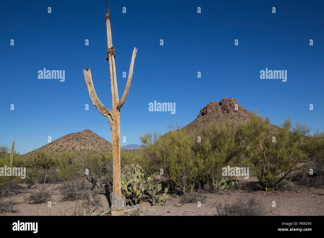 Cactus skeleton hi-res stock photography and images - Alamy
