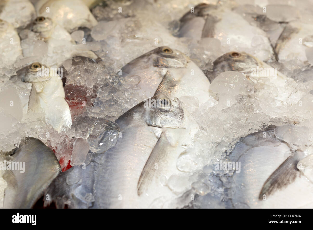 Silver pomfret fish hi-res stock photography and images - Alamy