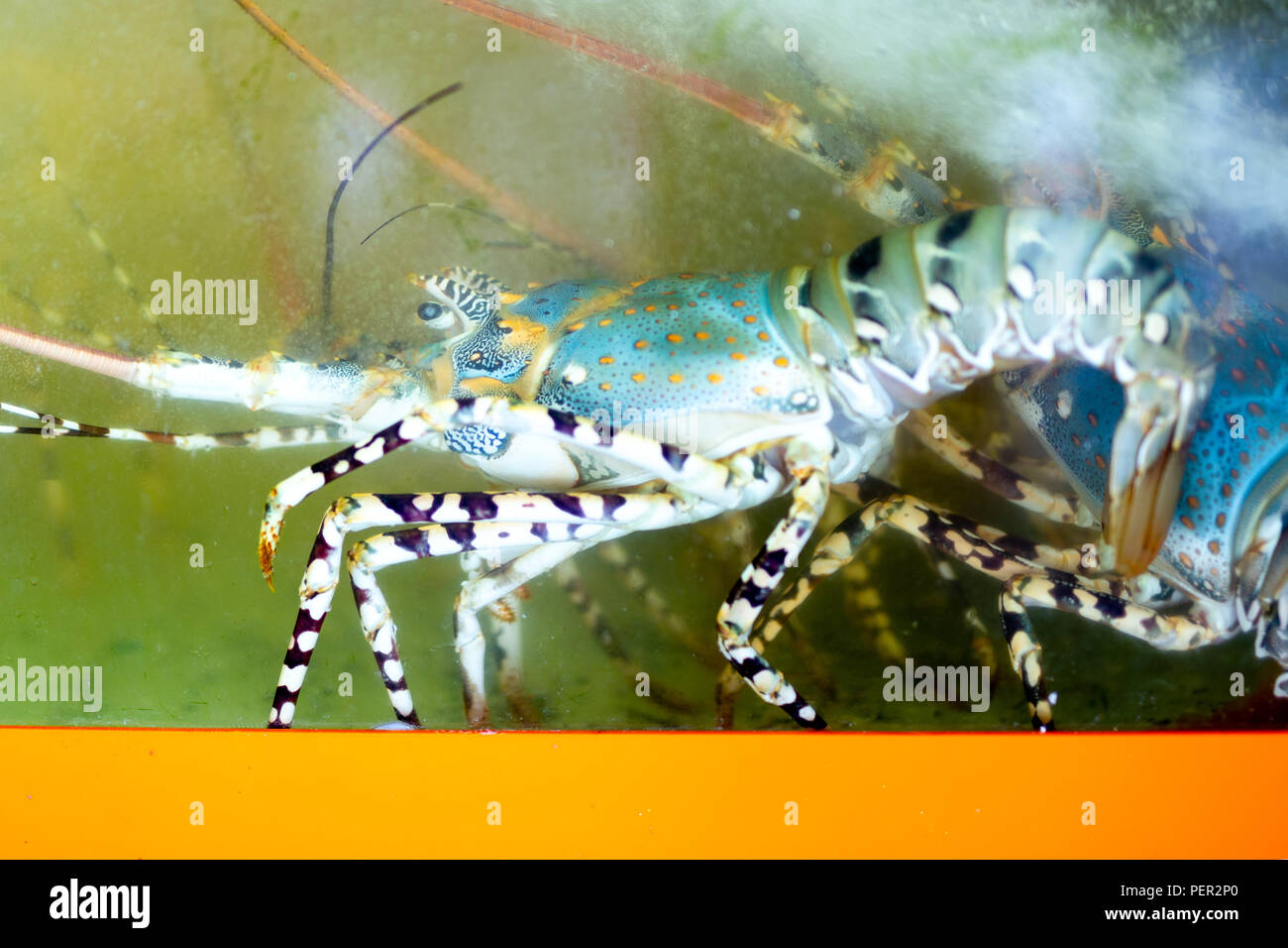 Colorful lobster in aquarium tank at the seafood market Stock Photo - Alamy