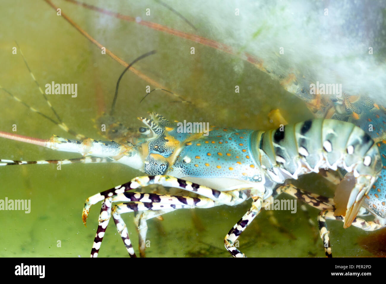 Colorful lobster in aquarium tank at the seafood market Stock Photo - Alamy