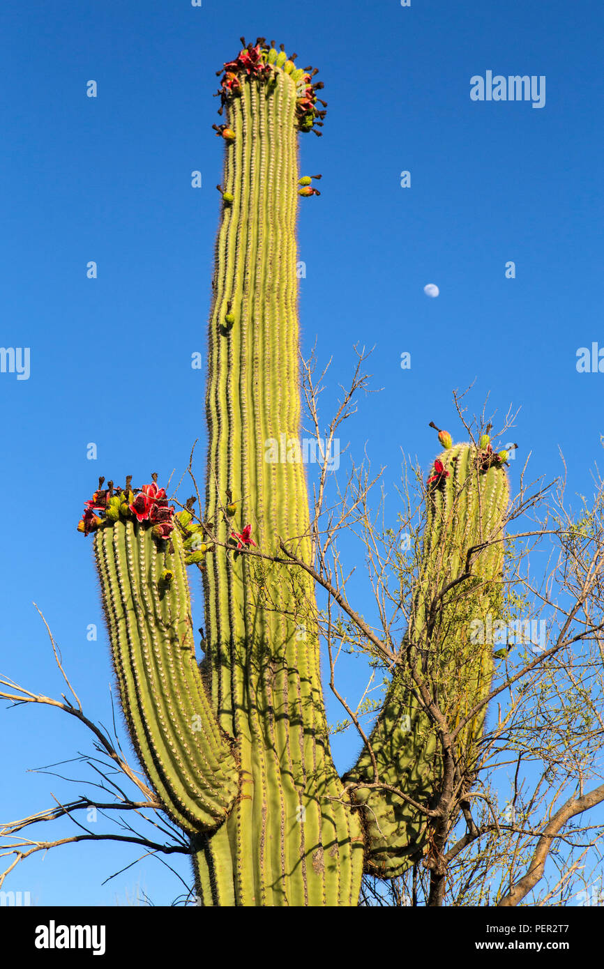 Saguaro Cactus Fruit