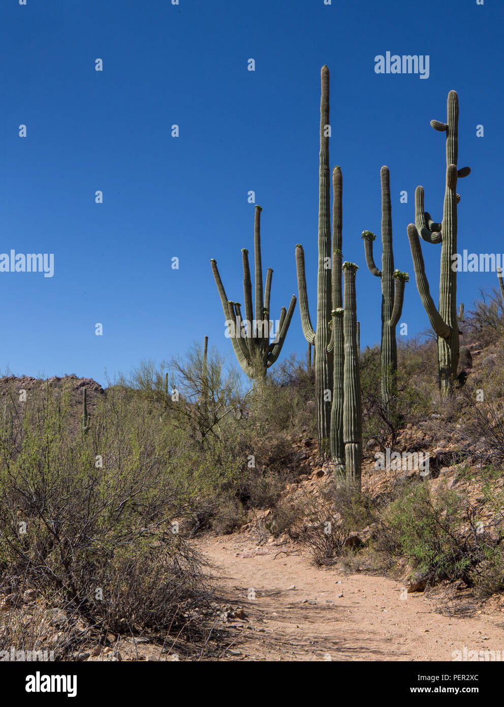 Desert Wash High Resolution Stock Photography and Images - Alamy