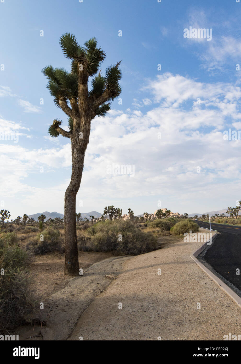Tree on the left of a desert hi-res stock photography and images - Alamy