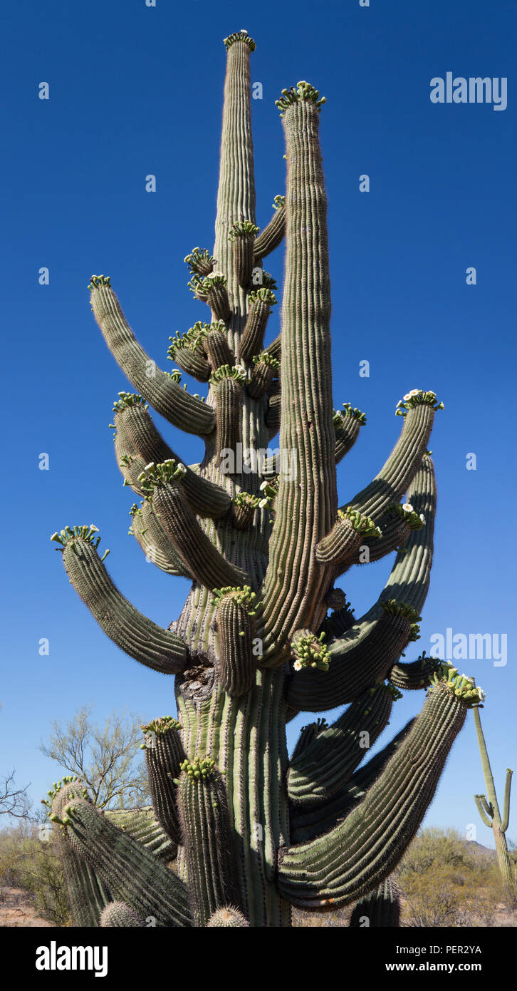 Desert ironwood tree hi-res stock photography and images - Alamy
