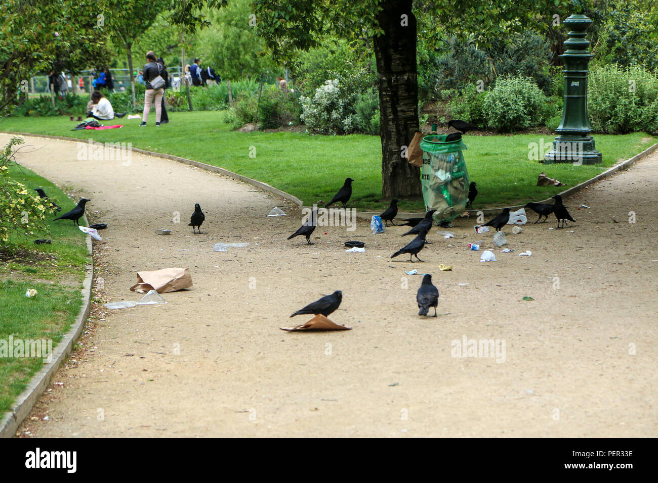 A Picture of a flock of crows eating garbage from a trash bin and doing ...