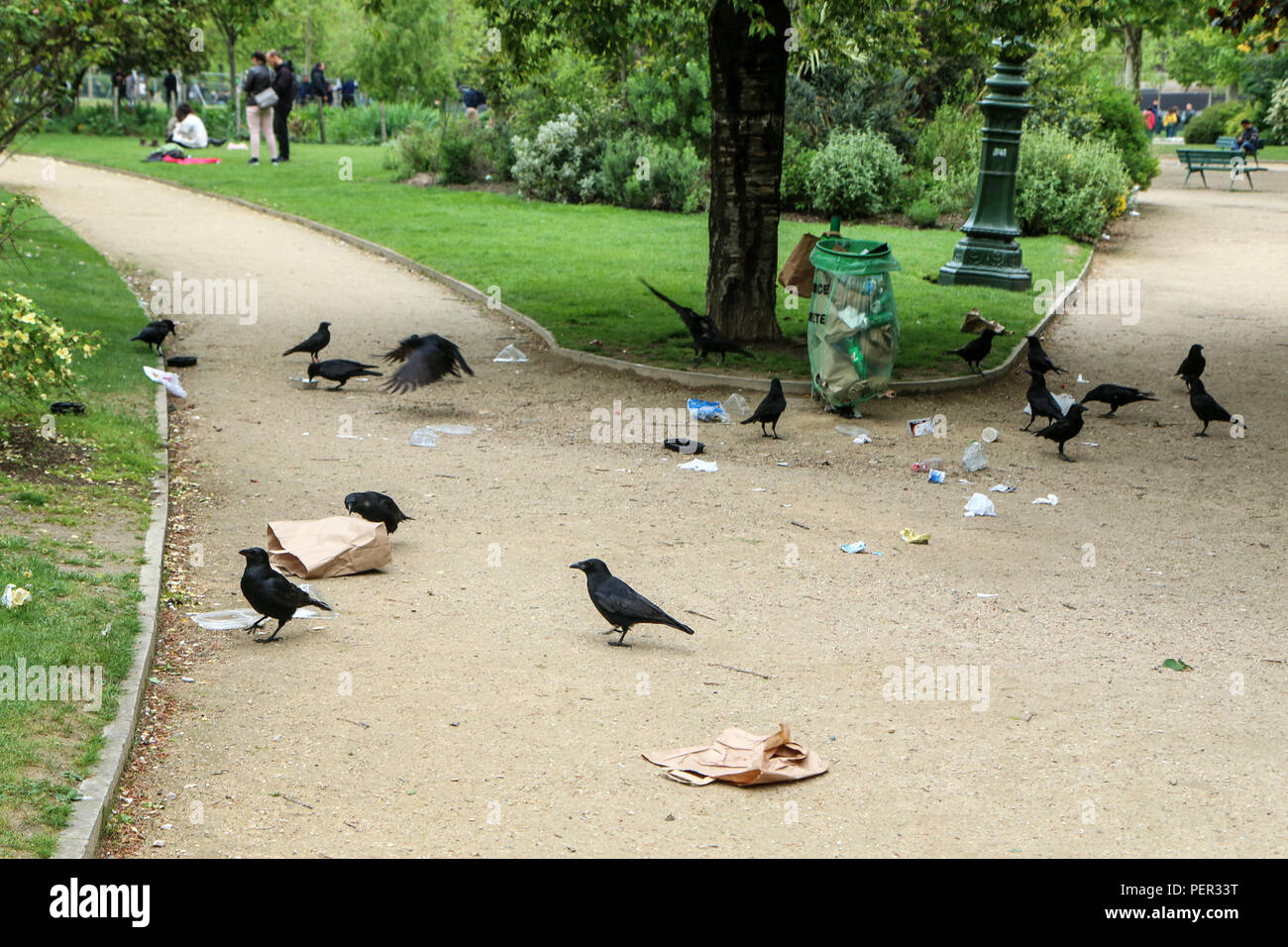 A Picture of a flock of crows eating garbage from a trash bin and doing ...