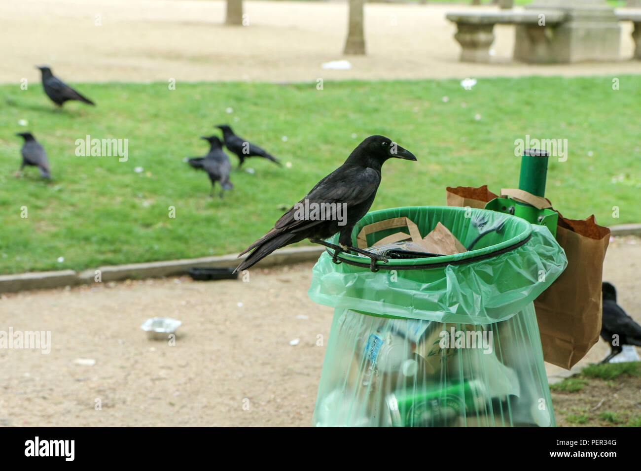 Bird In Garbage Stock Photos & Bird In Garbage Stock Images - Alamy