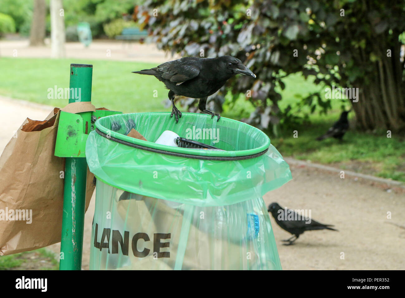 A Picture of a flock of crows eating garbage from a trash bin and doing ...