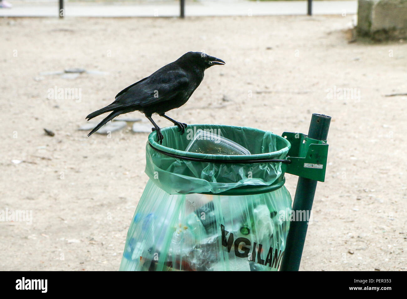 A Picture of a flock of crows eating garbage from a trash bin and doing ...