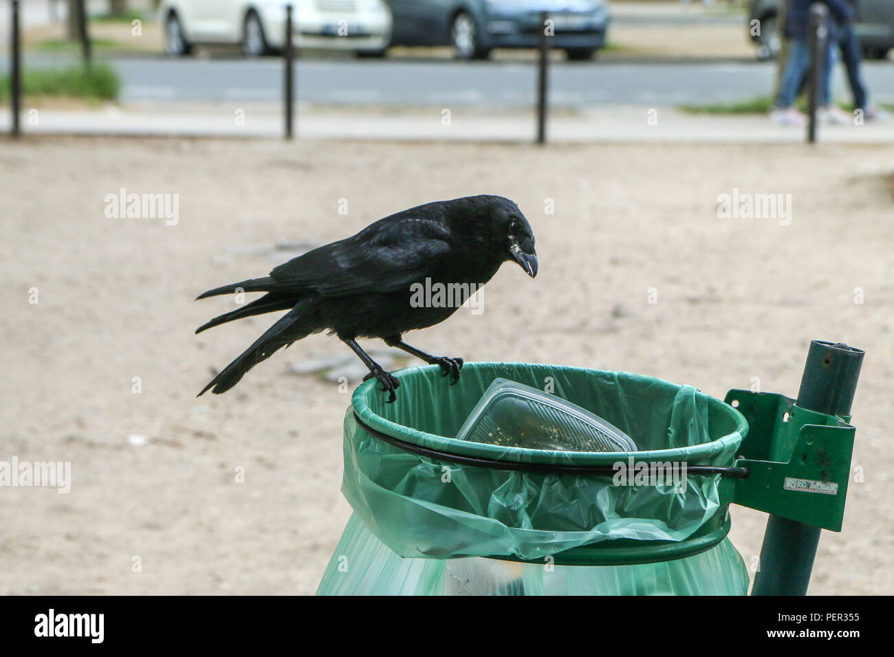 A Picture of a flock of crows eating garbage from a trash bin and doing ...