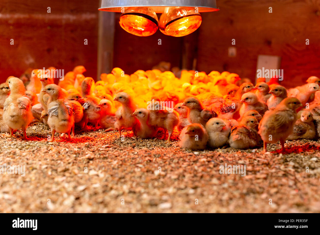 Aviculture hi-res stock photography and images - Alamy