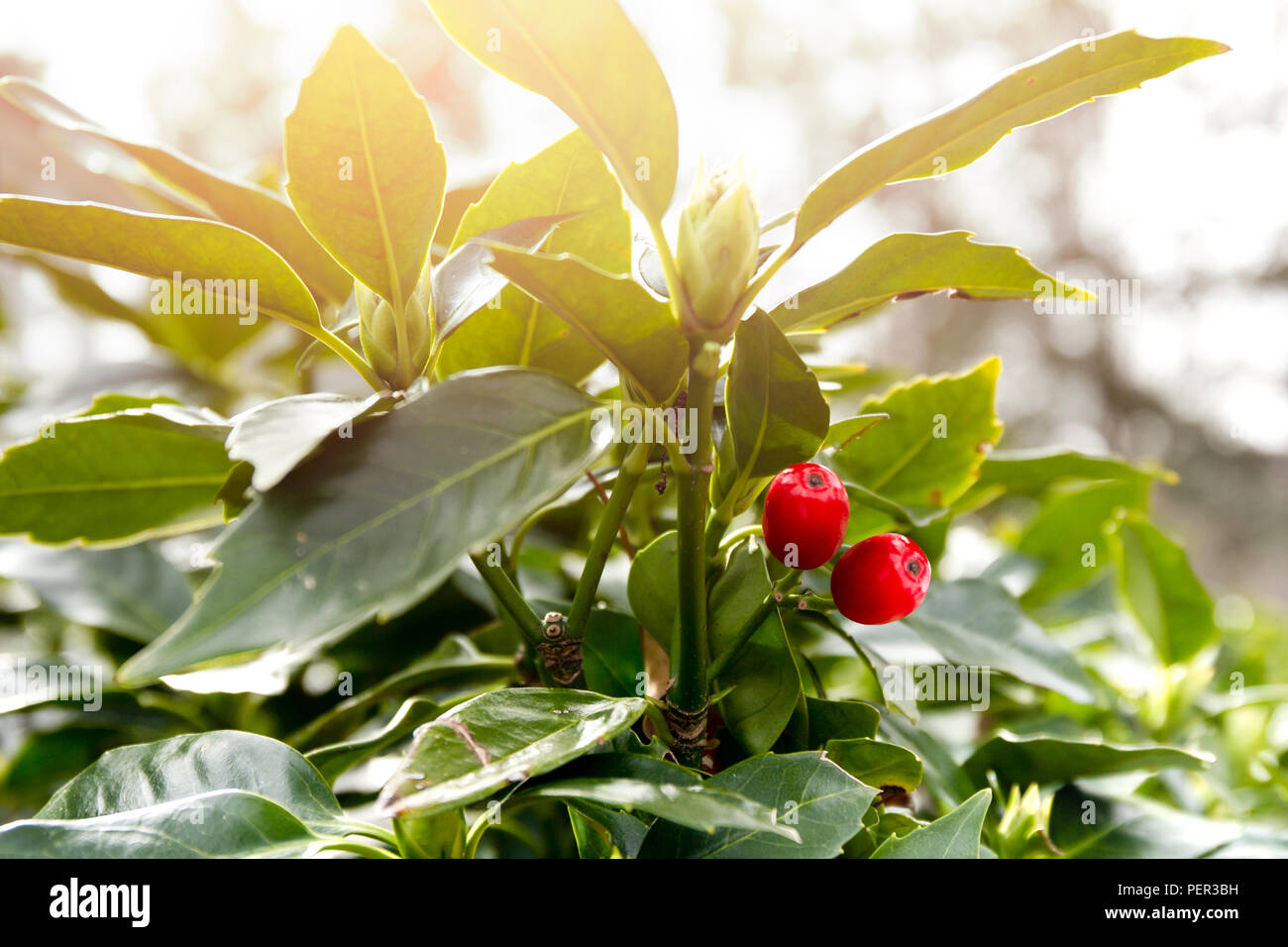 Holy Thorn Tree High Resolution Stock Photography and Images - Alamy