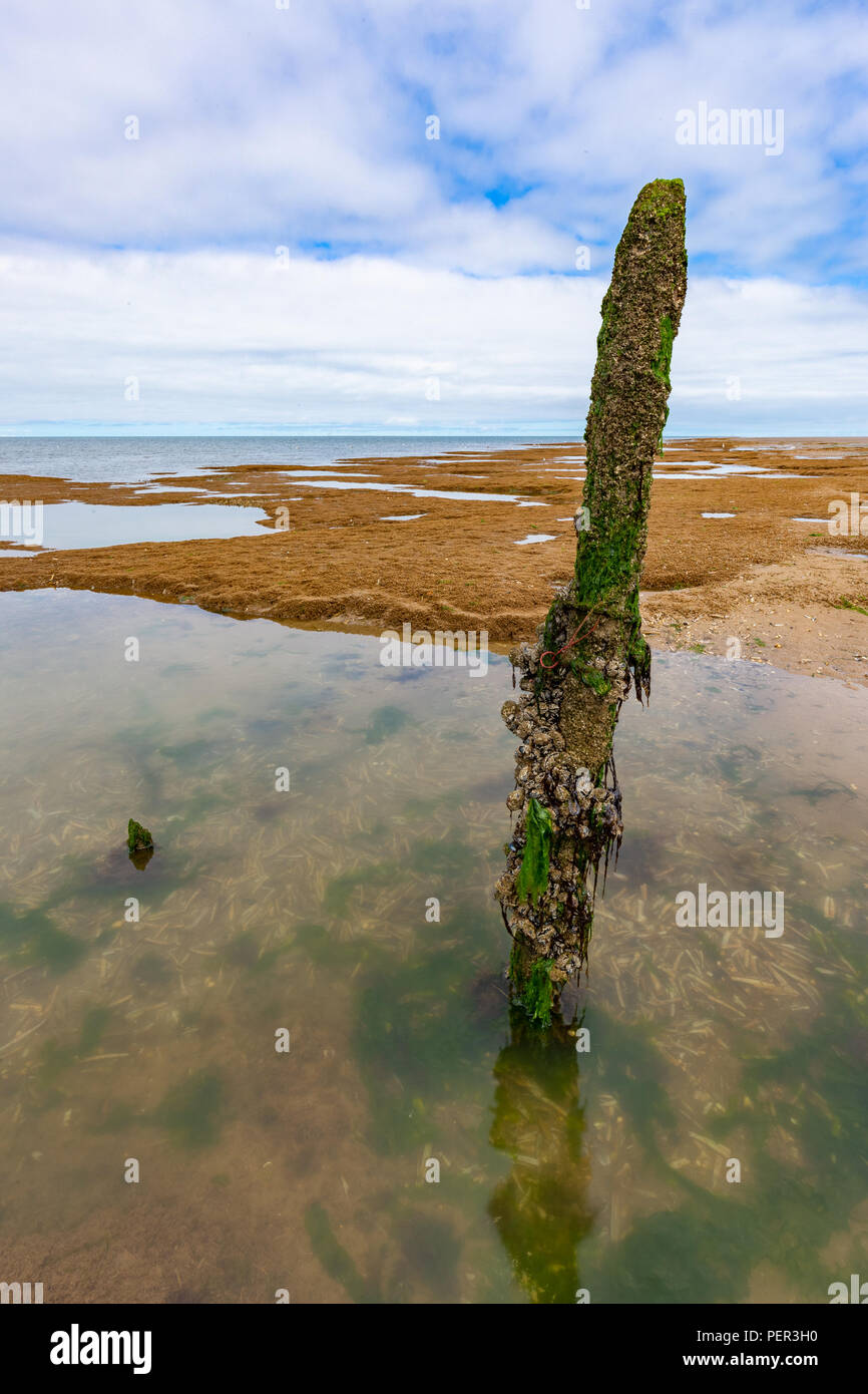Pole covered in mussels and other marine life at old hunstanton cliffs ...