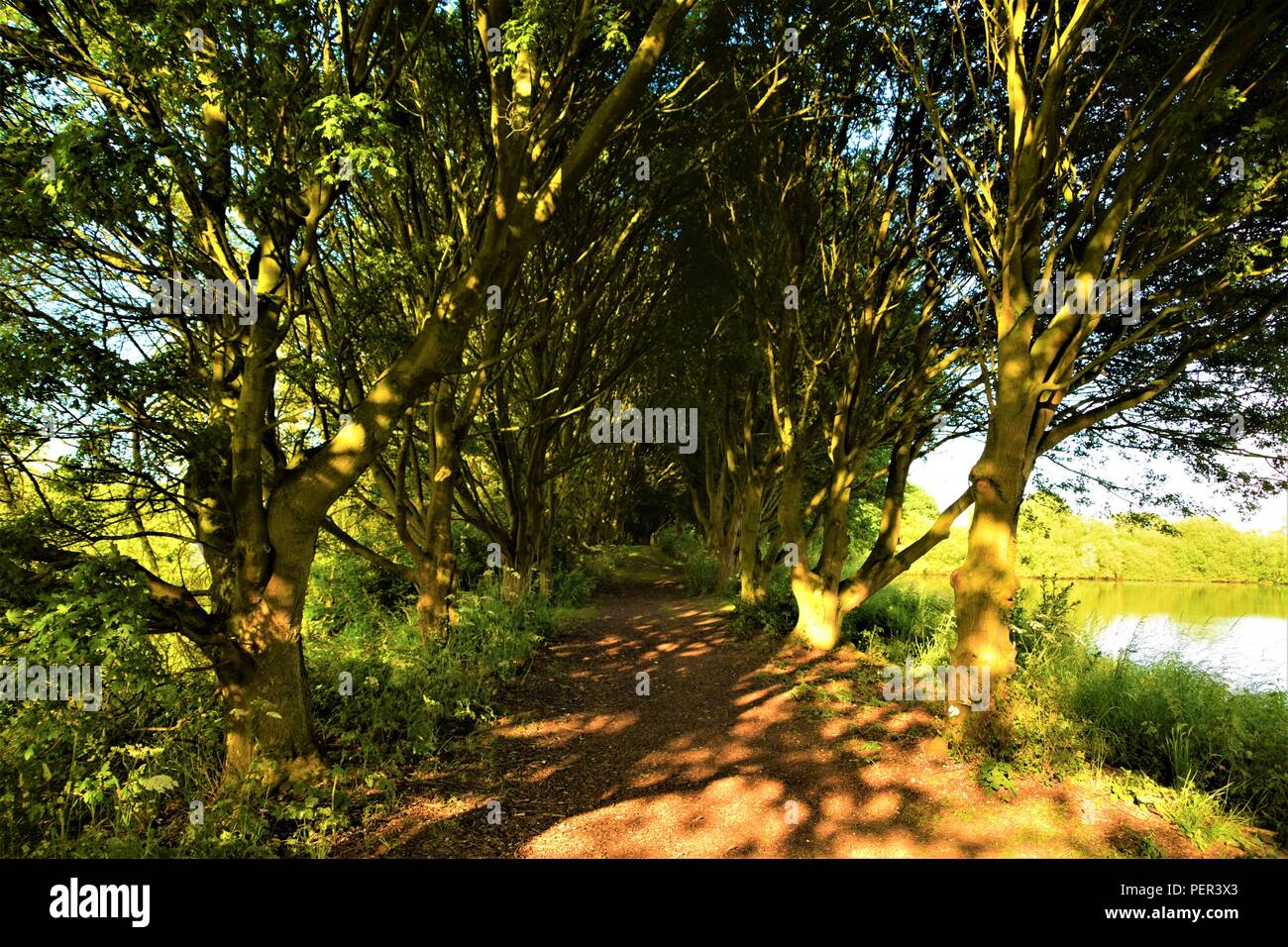 Short trees hi-res stock photography and images - Alamy