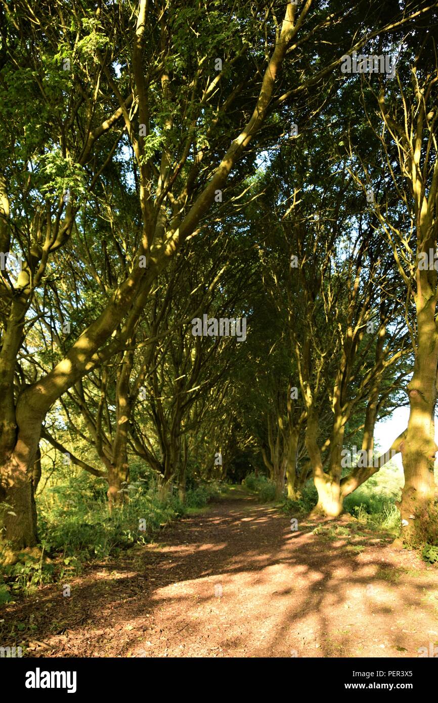 Short trees hi-res stock photography and images - Alamy