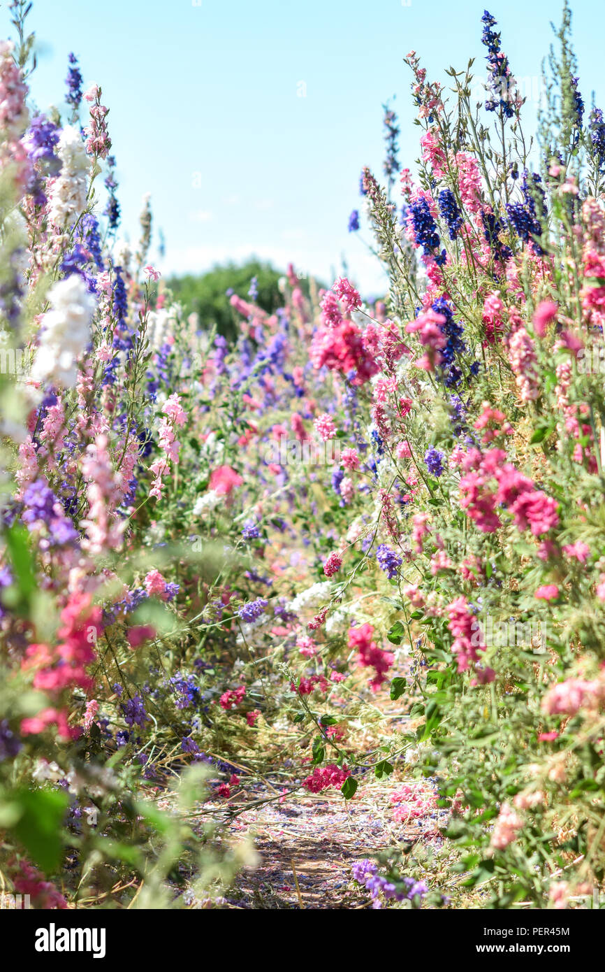 Delphinium confetti hi-res stock photography and images - Alamy