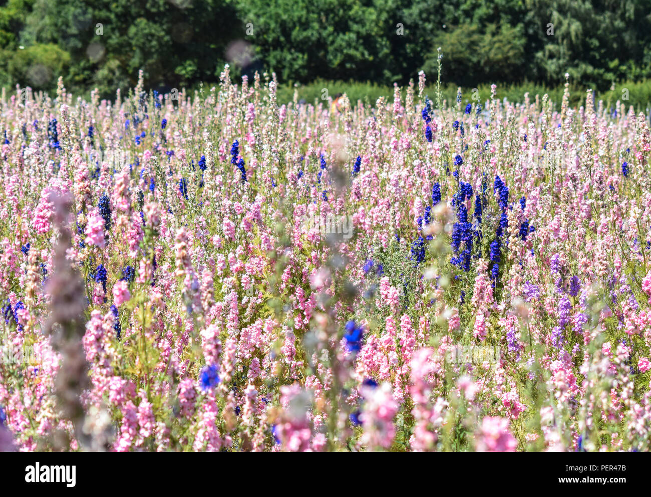 Confetti flower fields hi-res stock photography and images - Alamy
