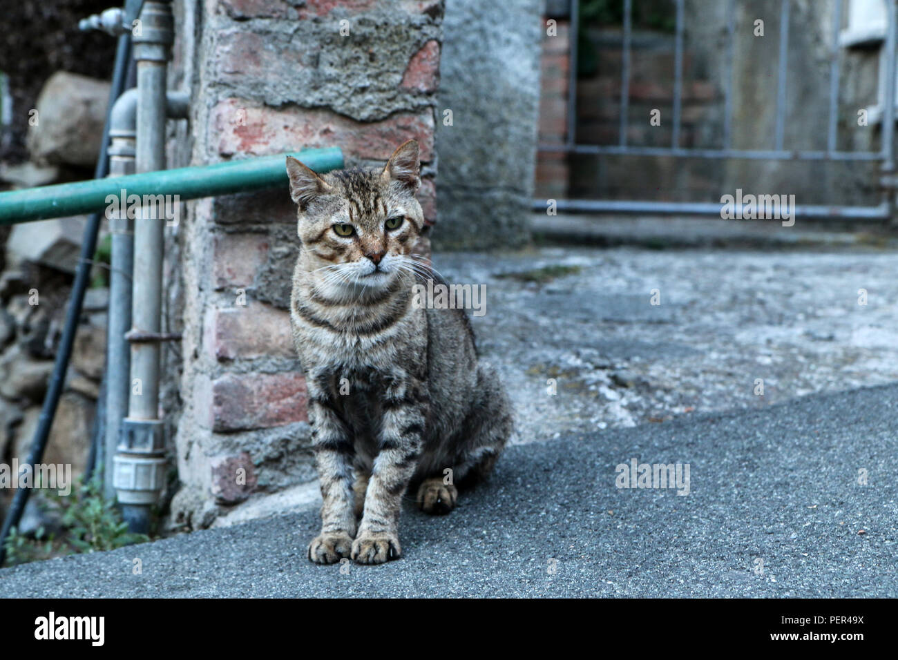 A picture of an old street cat standing on the street and looking tired ...