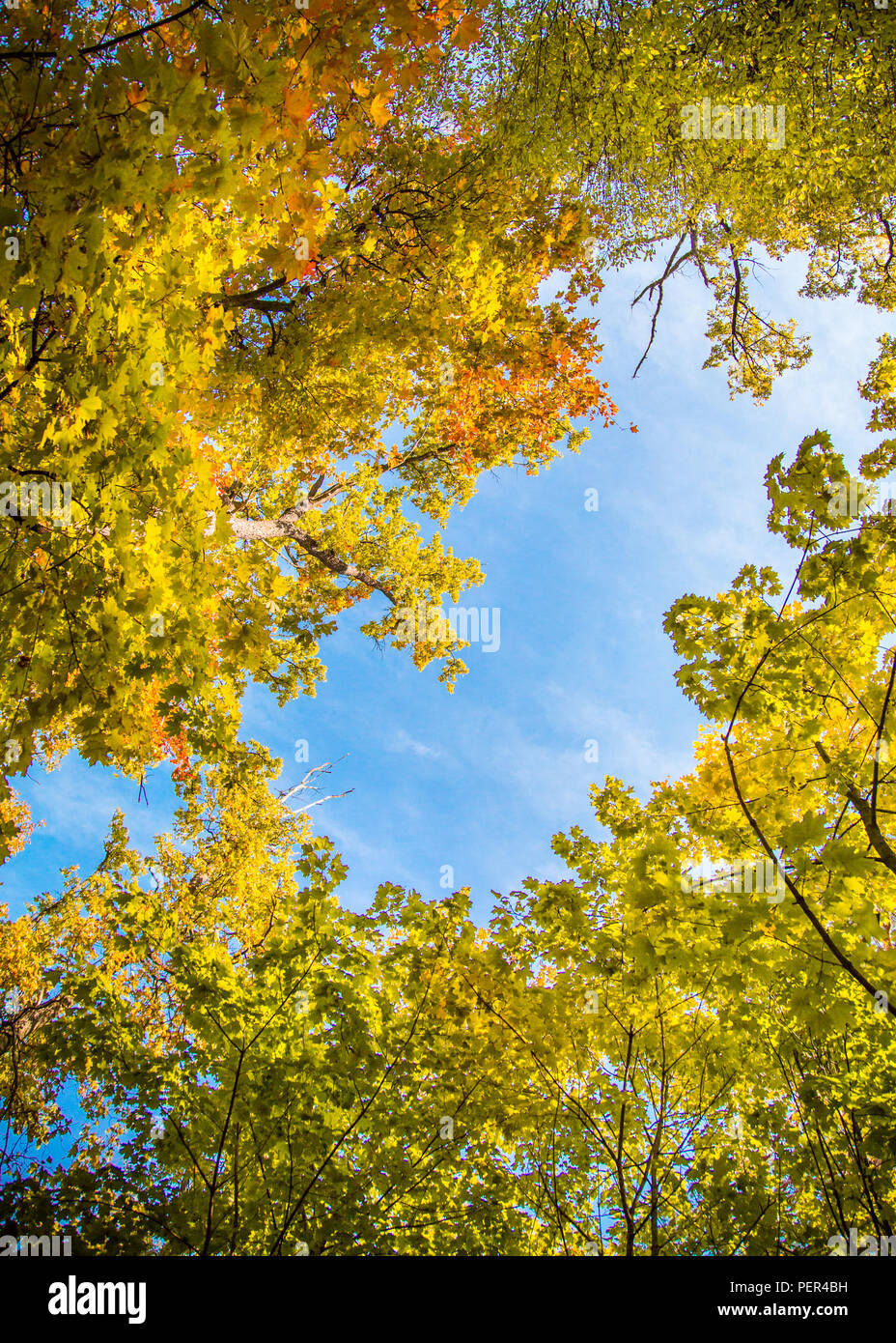 Yellow autumn leaves on trees against the blue sky. Autumn nature ...
