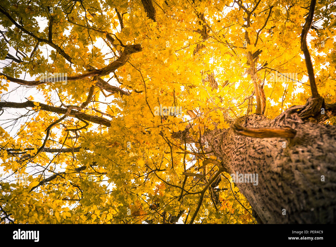 Autumn tree of oak. Bottom view. Yellow leaves and trunk Stock Photo ...