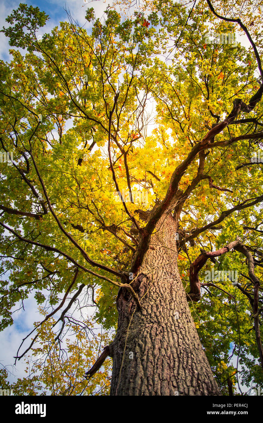Autumn tree of oak. Bottom view. Yellow leaves and trunk Stock Photo ...