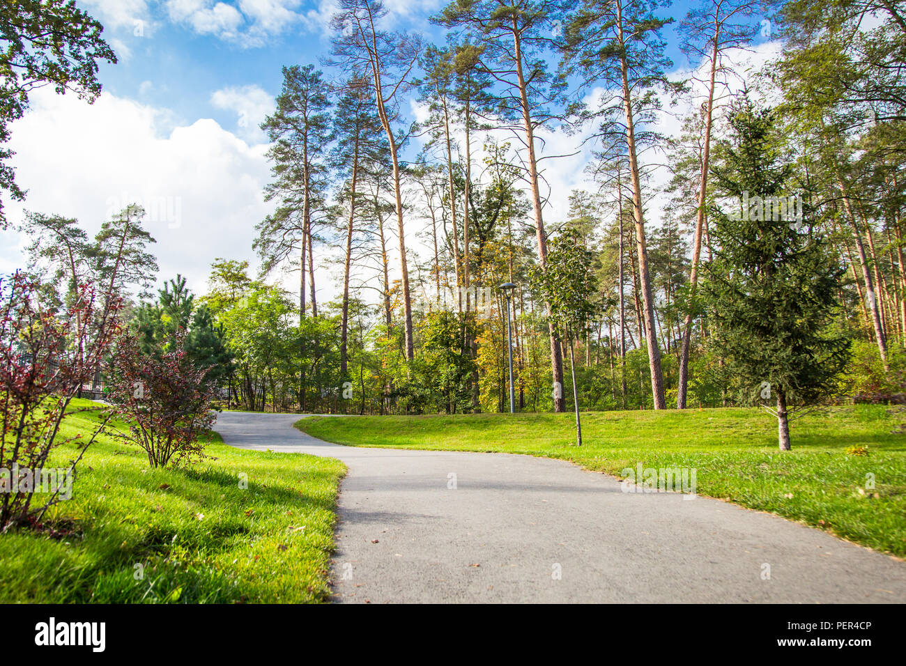 Spring in the park. The road in the park is among the green trees and ...