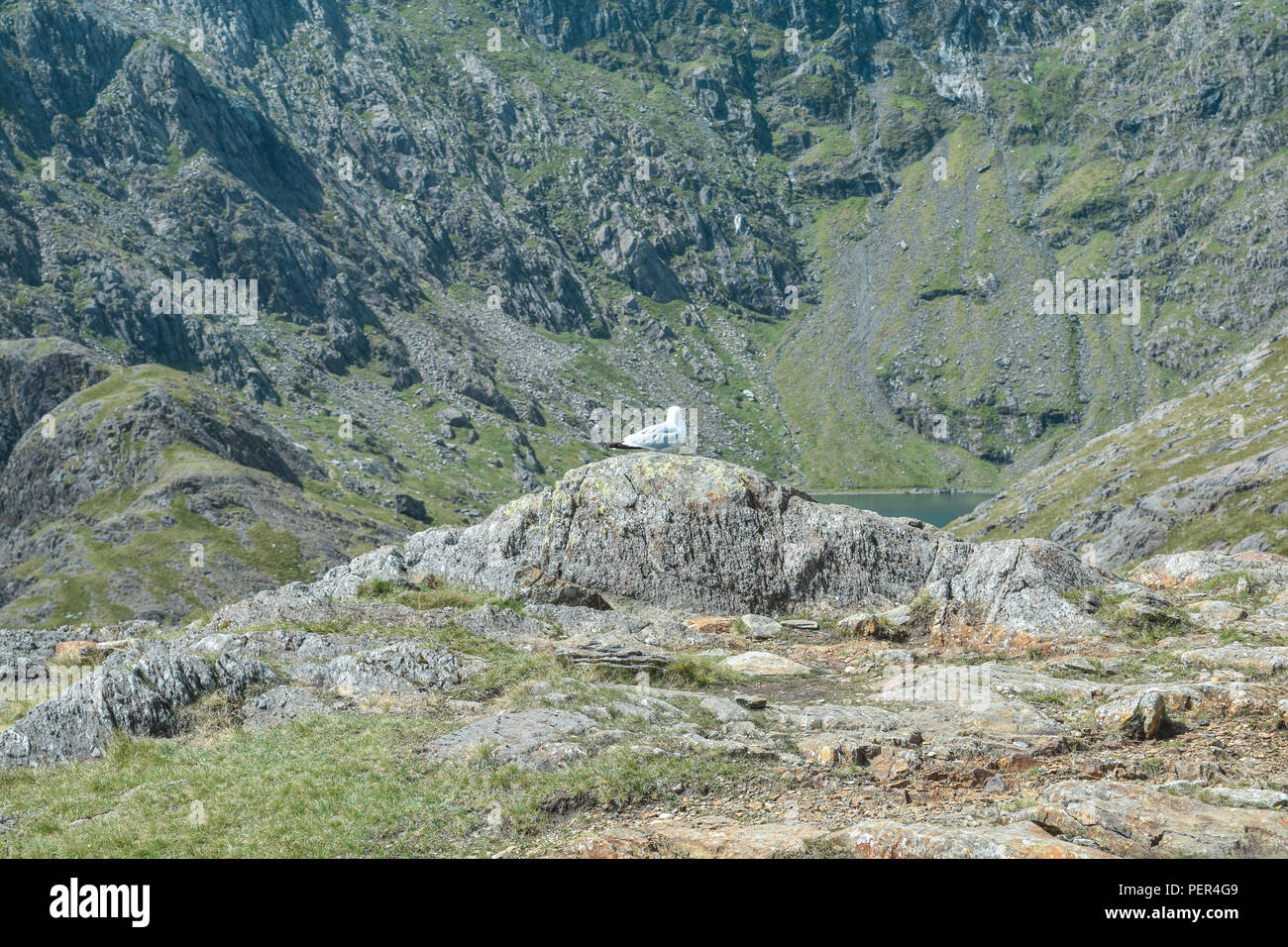 Snowdon fauna hi-res stock photography and images - Alamy