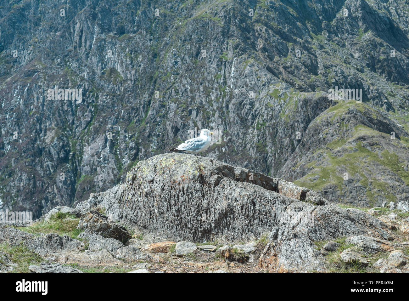 Snowdon fauna hi-res stock photography and images - Alamy