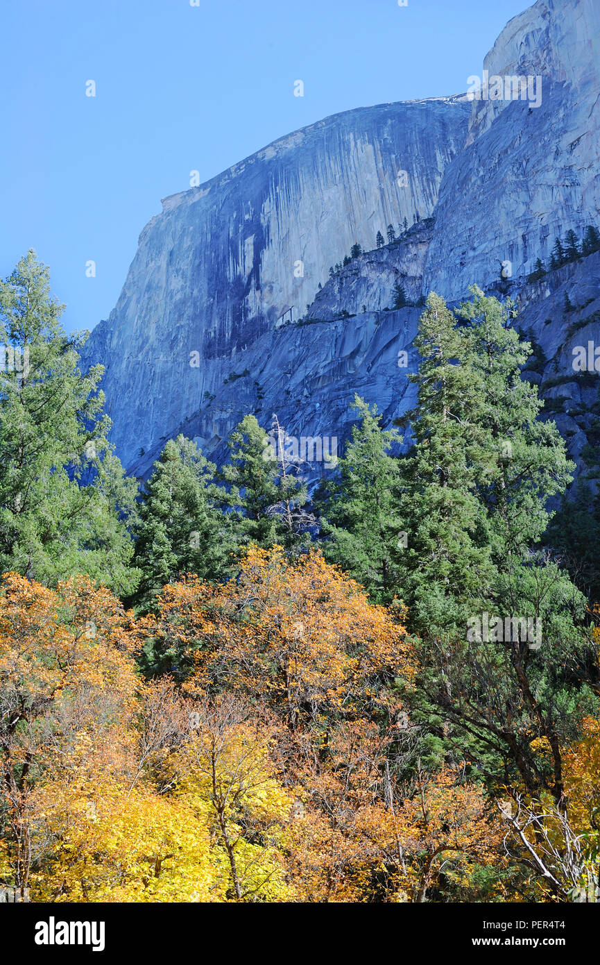 Pine trees and fall foliage beneath Half Dome in Yosemite Valley ...