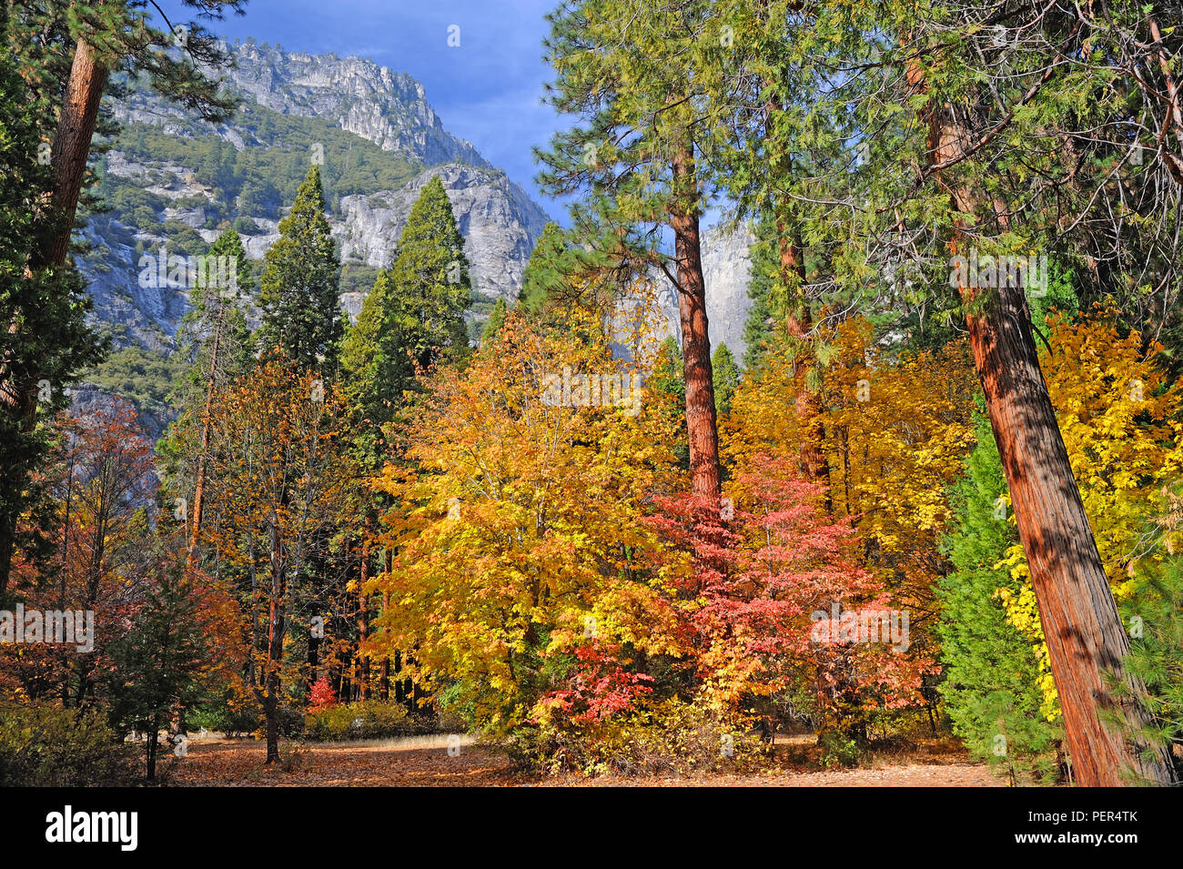 Pine trees and fall foliage frame a granite mountainside in Yosemite ...