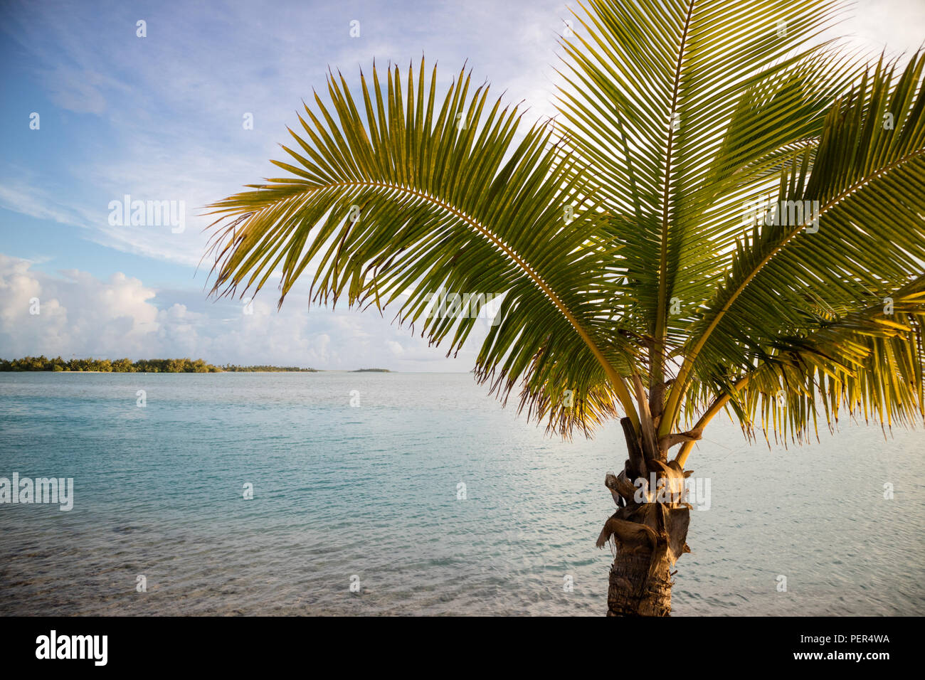 Tree lagoon pacific ocean hi-res stock photography and images - Alamy